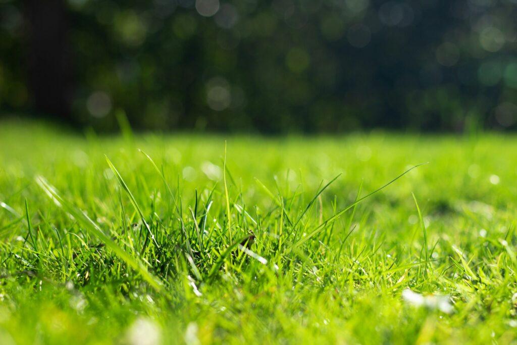 Standard (Basic) Tier Lawn Mowing | Weekly & Bi-Weekly | From $40+